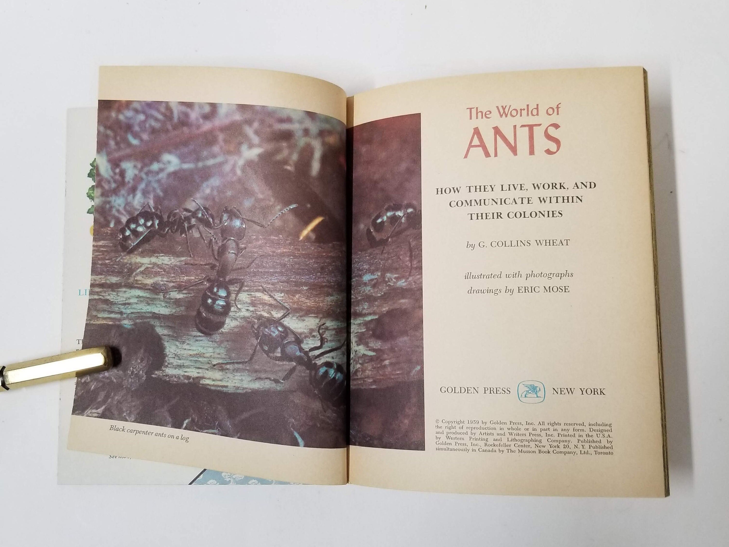 1959 the World of Ants How They Live Work and Communicate - Etsy