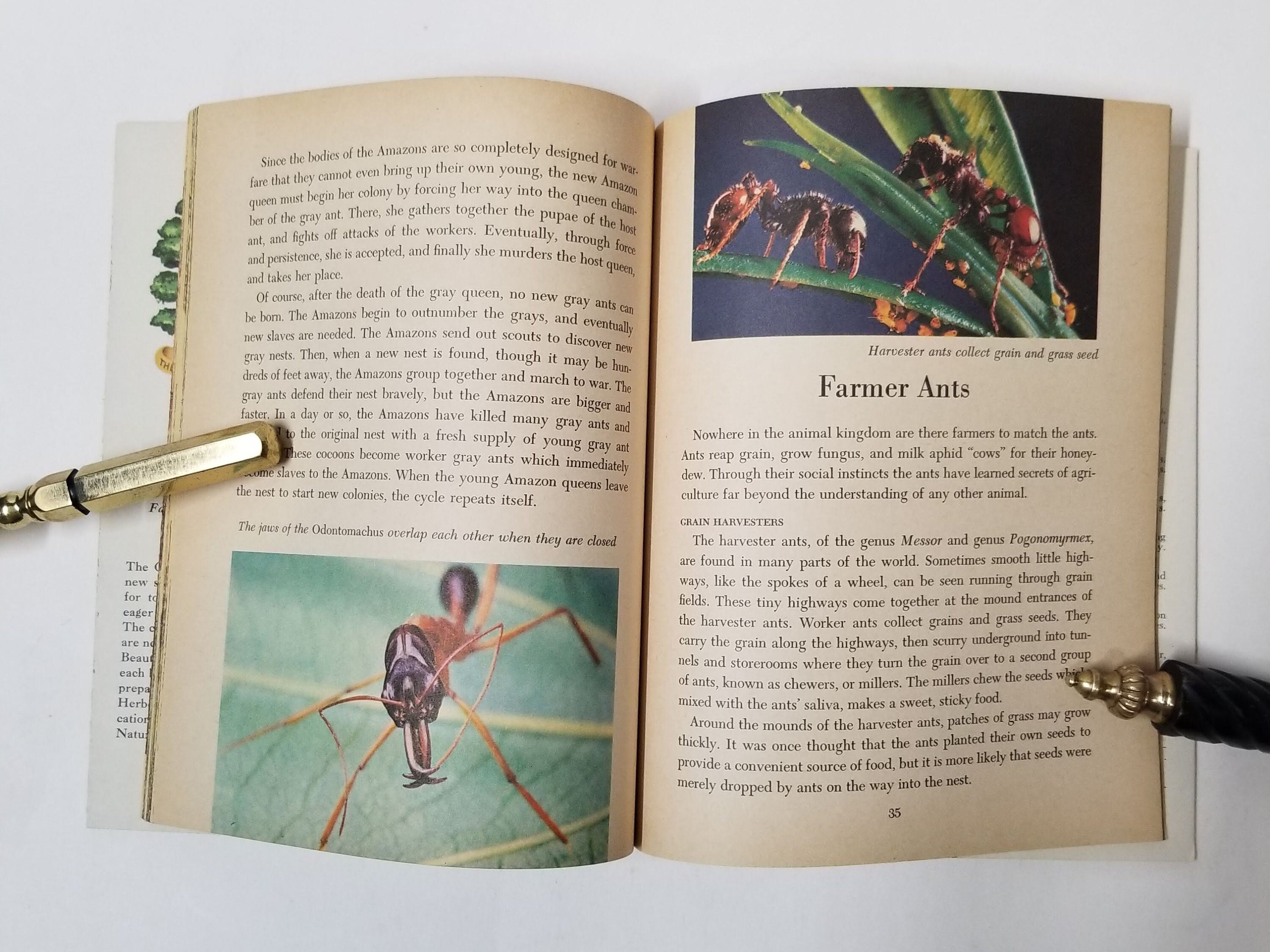 1959 the World of Ants How They Live Work and Communicate - Etsy