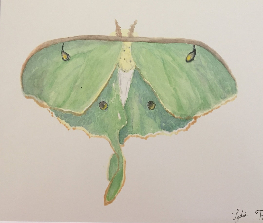 Luna Moth Print - Etsy