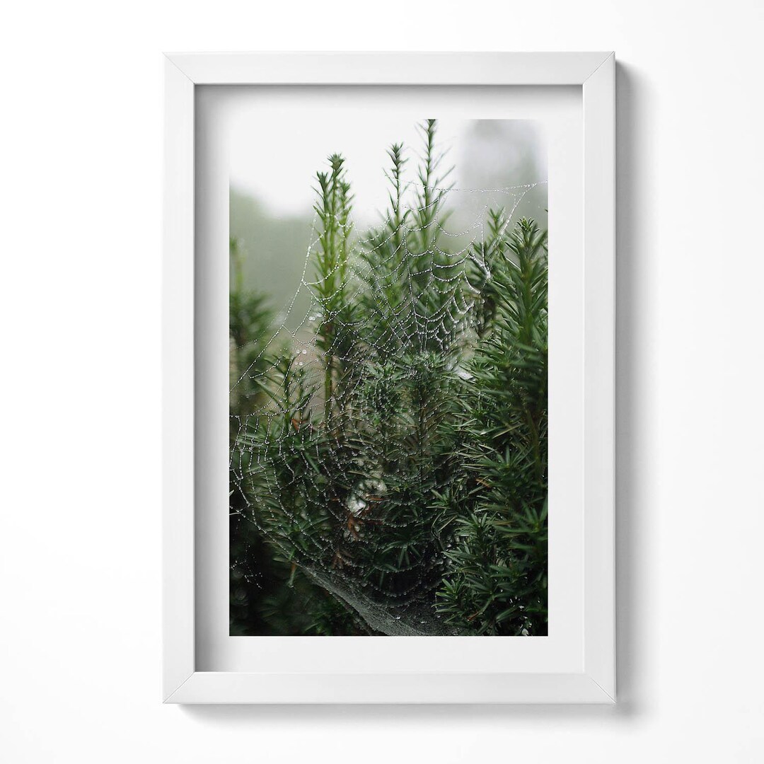 Cobweb With Dew on the Tree Wall Art in Frame, Nature Framed Art, Green ...