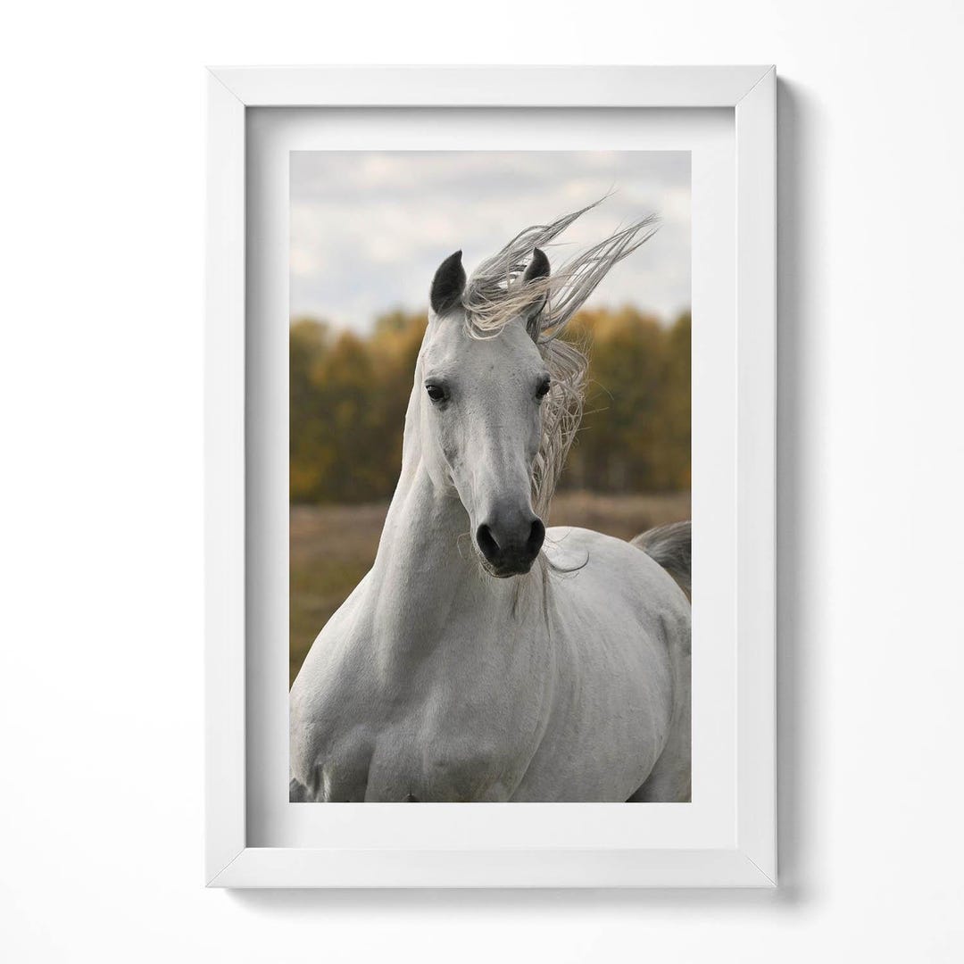 White Horse Galloping Illustration in Frame , Animals Print in Frame ...