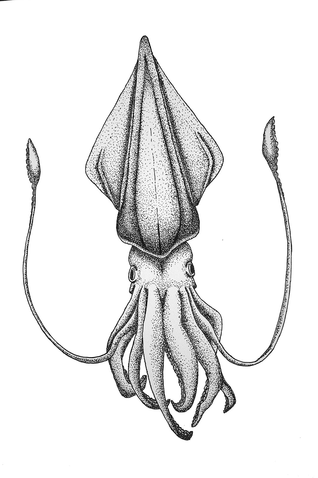 Stippling Squid Print - Sea Creature Decor, Aquatic Decor, Black and ...