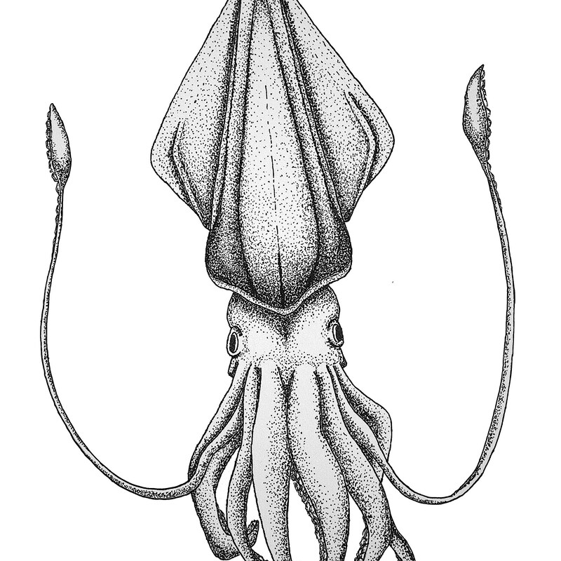 SilverOwlDesign - Etsy