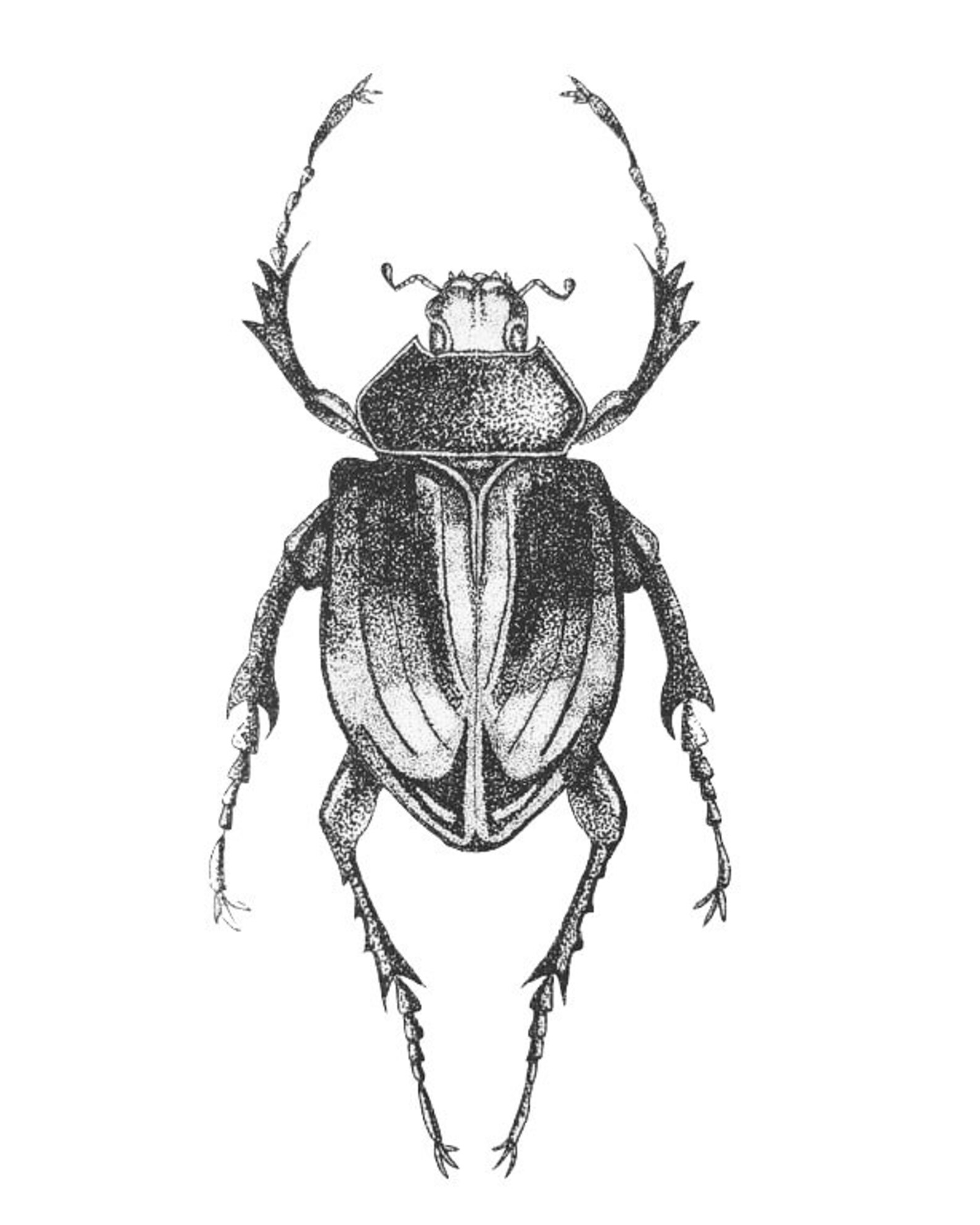 Stippling Scarab Beetle Print - Bug Decor, Insect Decor, Black and ...