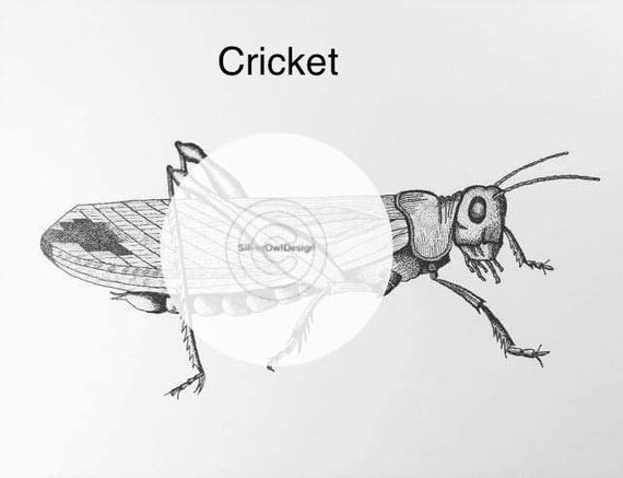Cricket Insect Tattoo