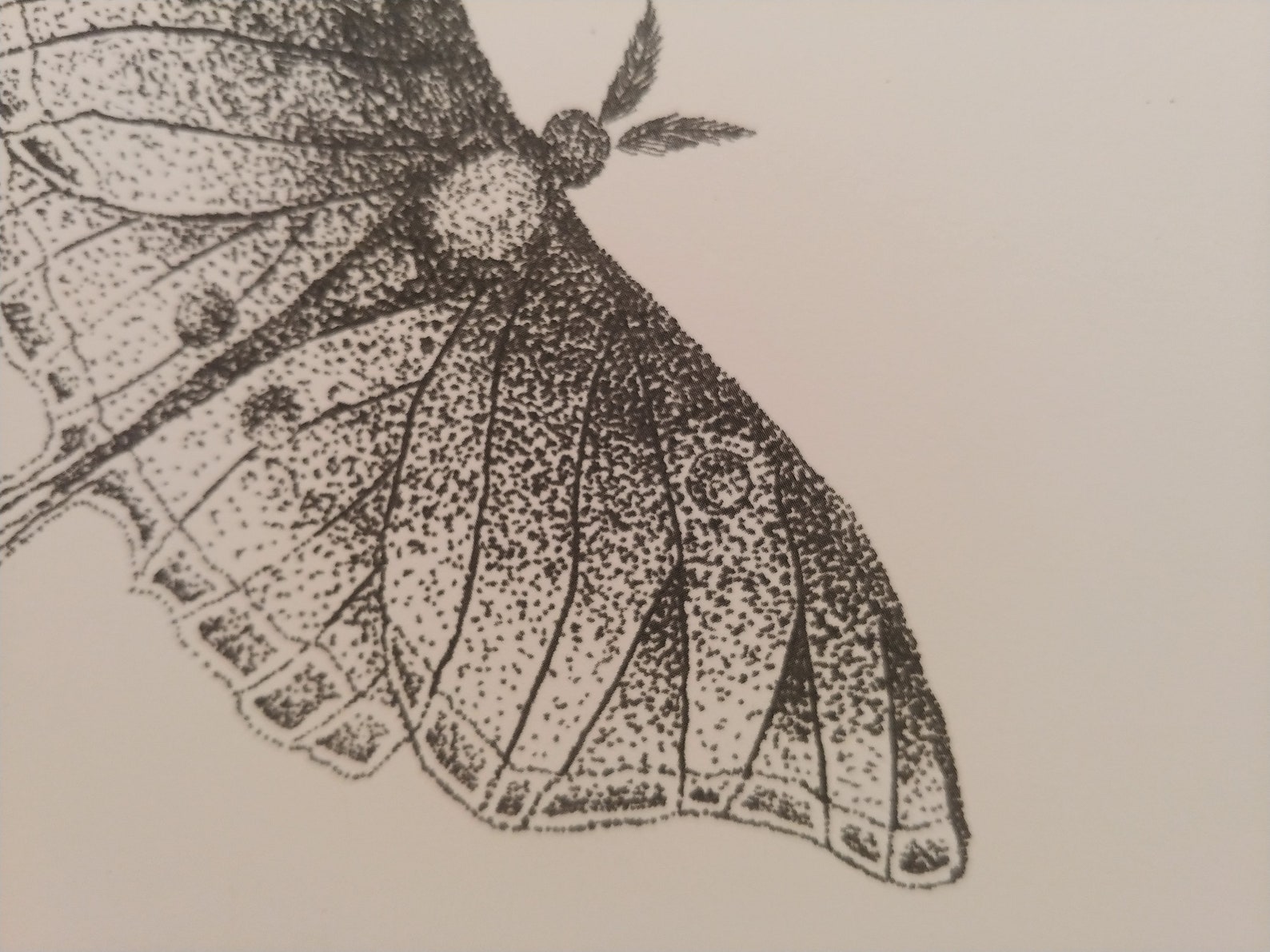 Stippling Luna Moth Print - Bug Decor, Insect Decor, Black and White ...