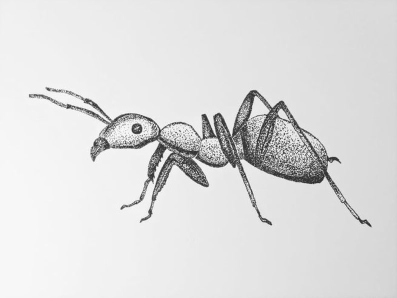 Stippling Ant Print - Bug Decor, Insect Decor, Black and White Ant - Etsy