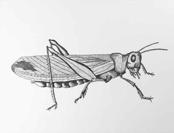 Cricket Insect Tattoo
