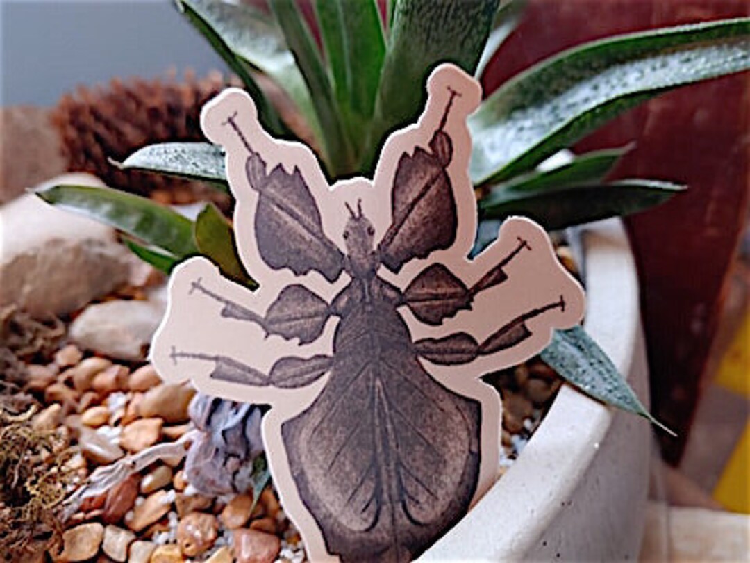 Leaf Bug Vinyl Die Cut Stickers - Etsy