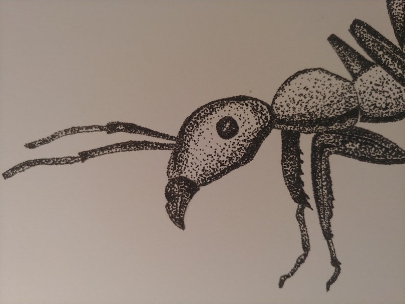 Stippling Ant Print - Bug Decor, Insect Decor, Black and White Ant - Etsy