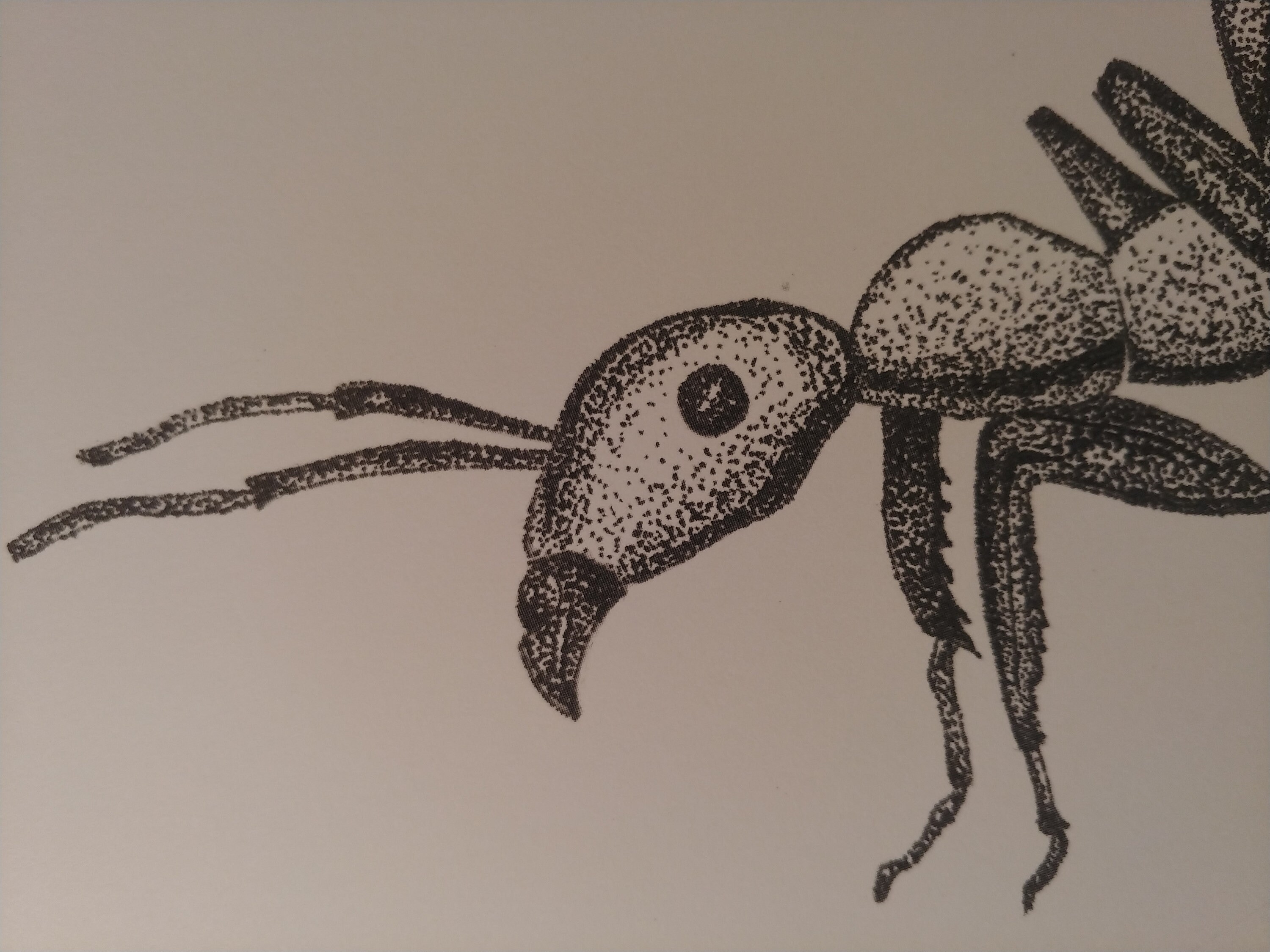 Stippling Ant Print - Bug Decor, Insect Decor, Black and White Ant - Etsy