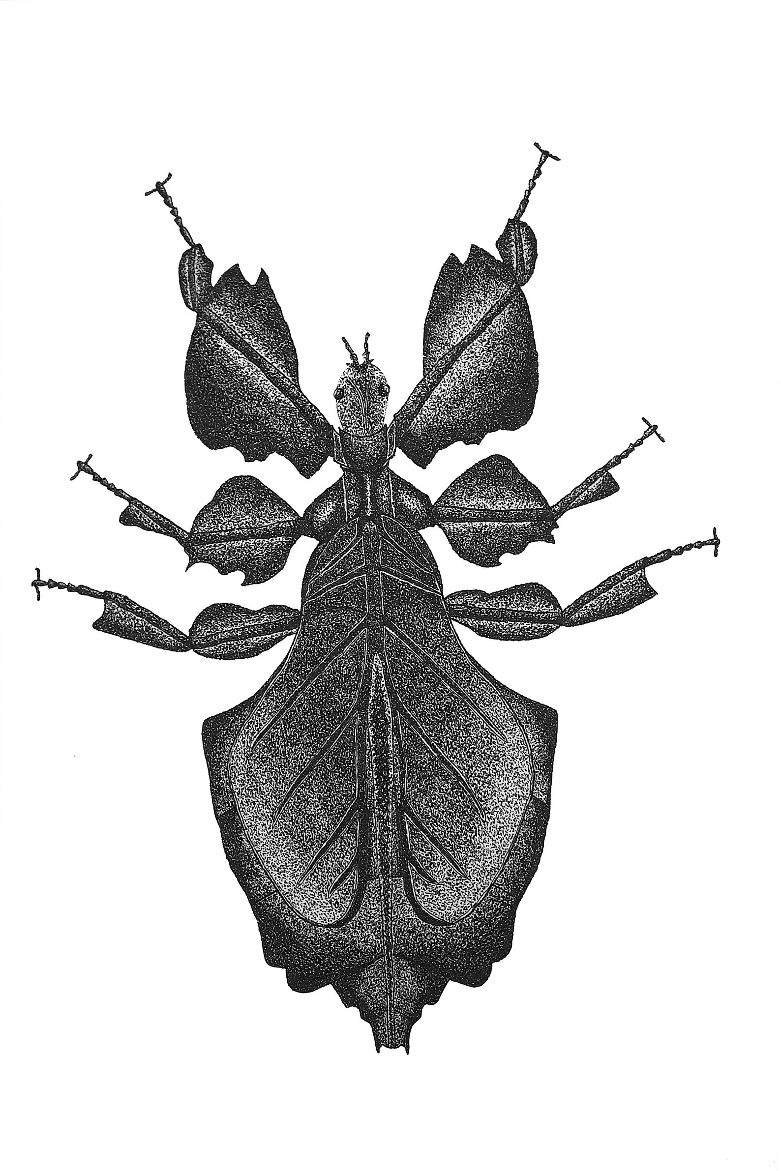 Stippling Leaf Bug Print - Bug Decor, Insect Decor, Black and White ...