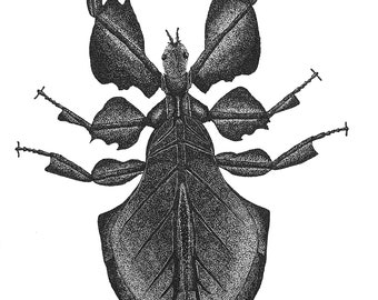 Stippling Luna Moth Print Bug Decor, Insect Decor, Black and White Luna ...