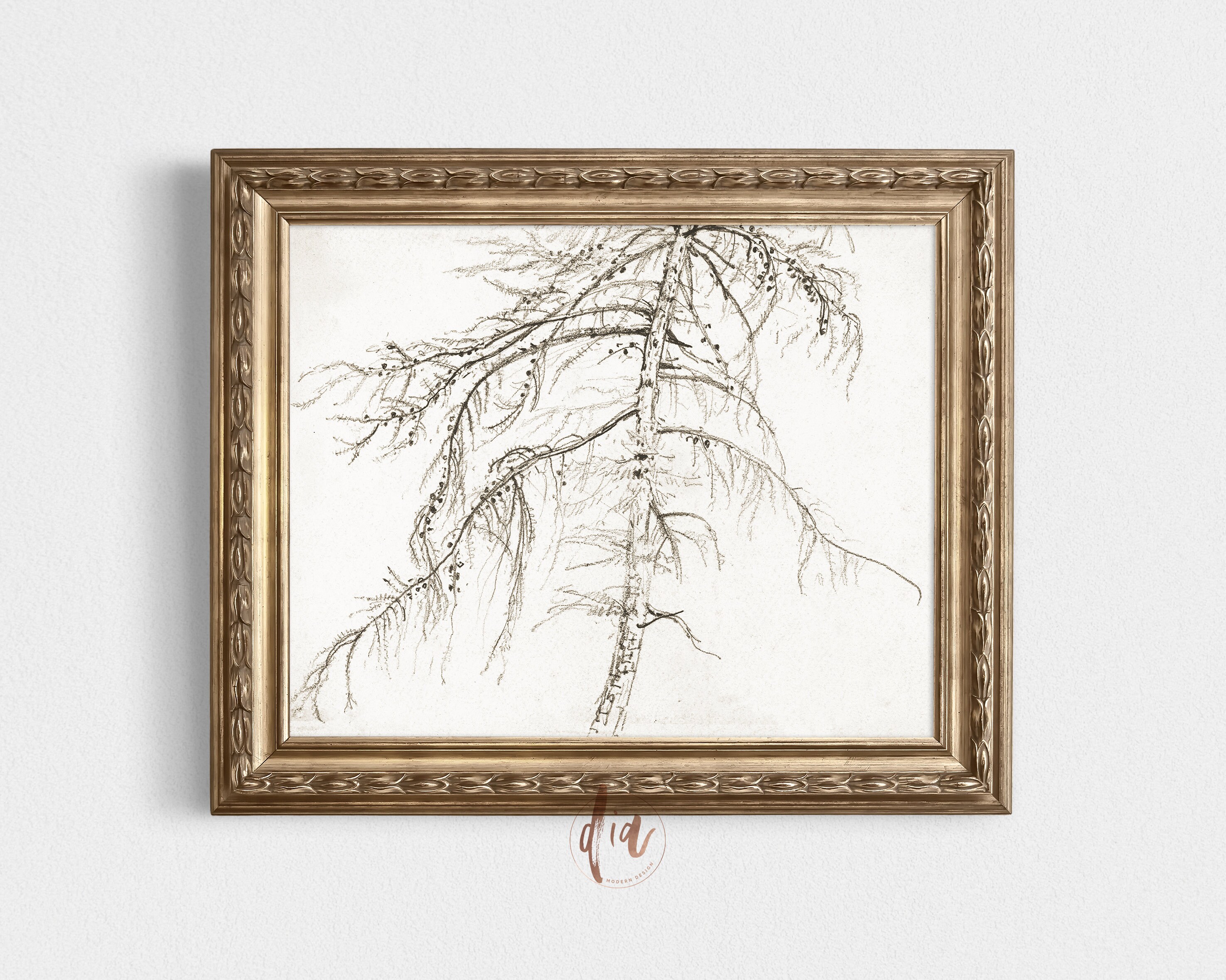Vintage Tree Drawing, Larch Tree Sketch, Antique Tree Drawing ...