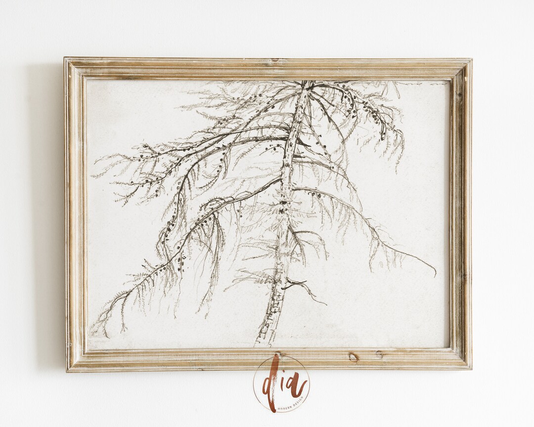 Vintage Tree Drawing Larch Tree Sketch Antique Tree Drawing - Etsy