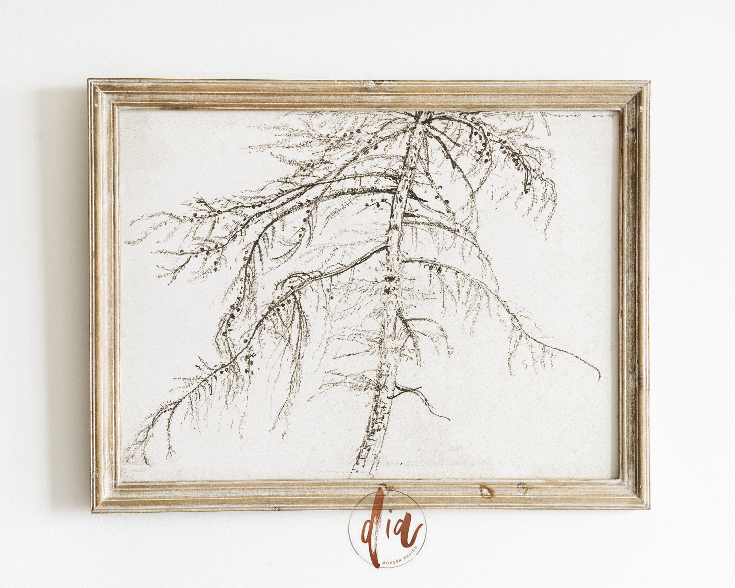 Vintage Tree Drawing Larch Tree Sketch Antique Tree Drawing - Etsy