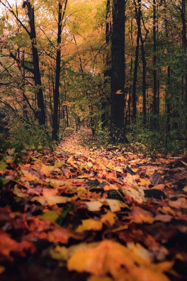 Autumn Leaves ~ Fall ~ Michigan Photography ~ St. Joseph - Etsy