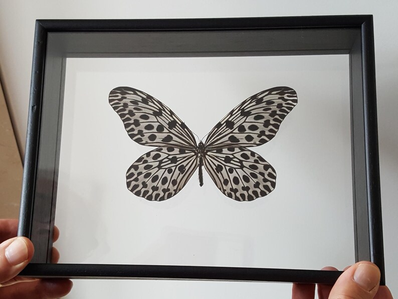 Cadre Papillon naturalisé : Idea lynceus (Malaisie) - Etsy France