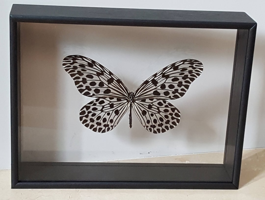 Cadre Papillon naturalisé : Idea lynceus (Malaisie) - Etsy France