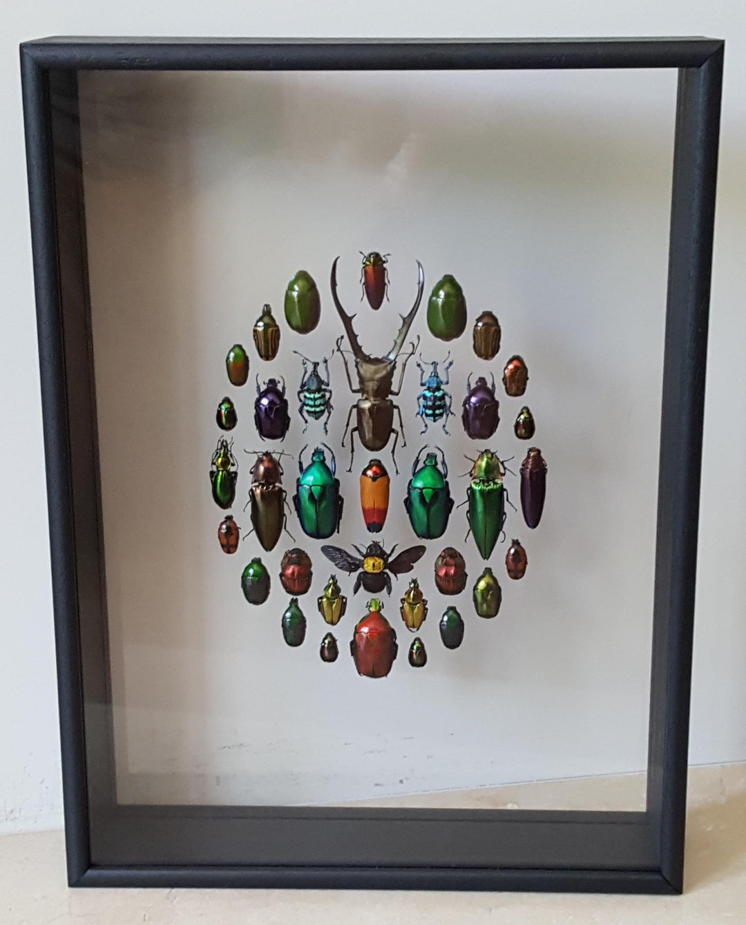 Naturalized Insects Frame: Mosaic of Beetles and Butterflies - Etsy