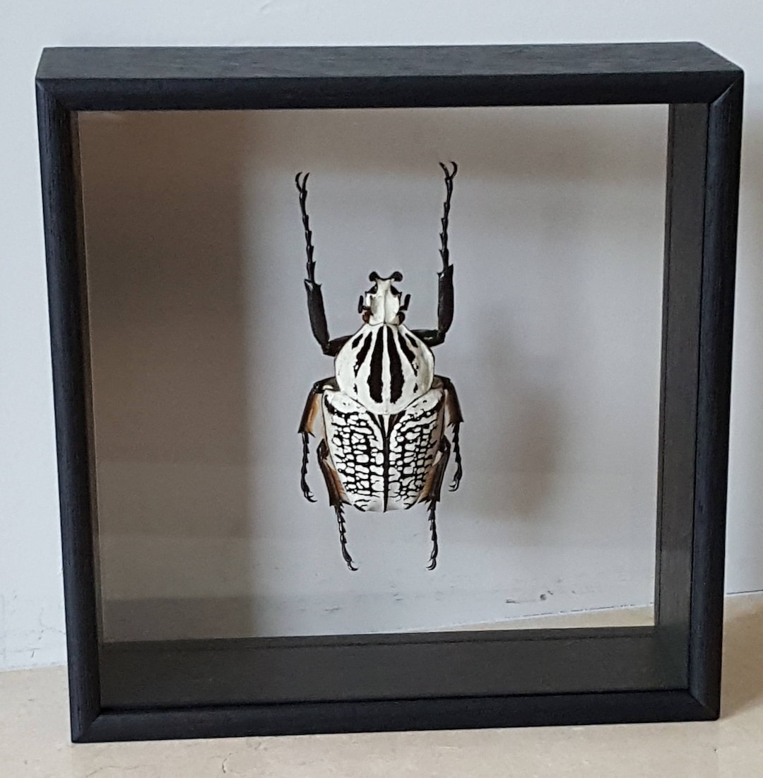 Cadre Insecte naturalisé : Coléoptère Goliath ( Goliathus orientalis ...