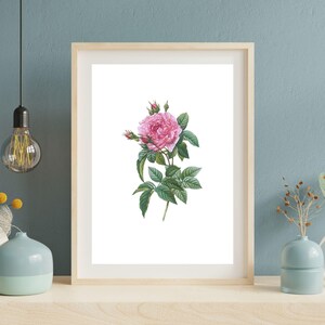 Pink Rose Print, Printable Foliage Wall Art, Rose Botanical ...