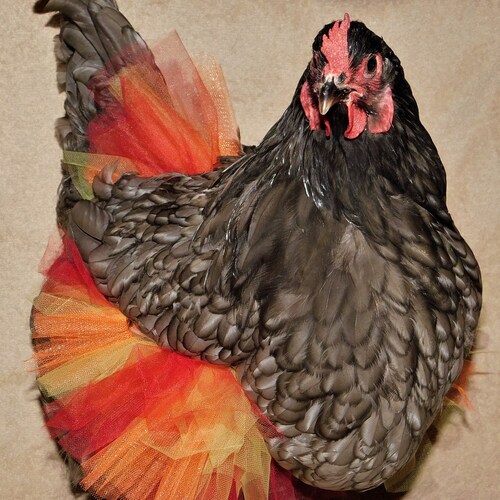 Mermaid Chicken Tutu - Etsy