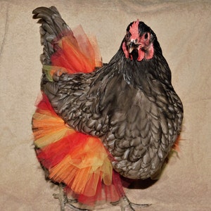 Sunrise Chicken Tutu - Etsy