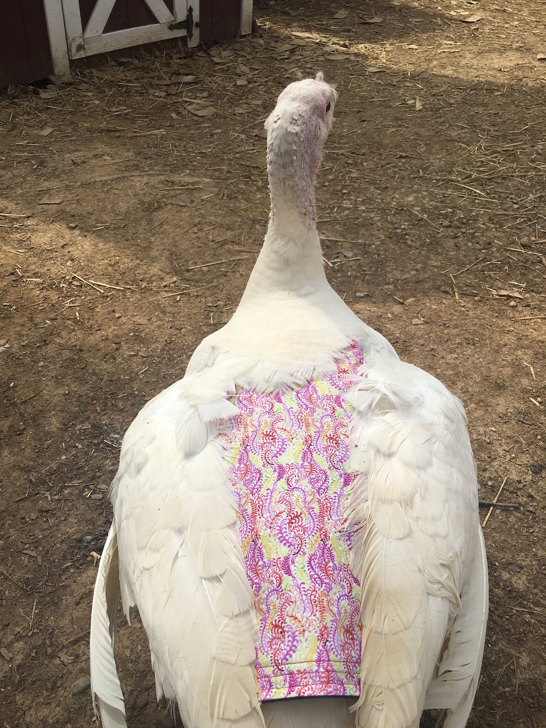 XL Turkey Saddle/apron Sturdy Small Broad Breasted Denim Backed - Etsy