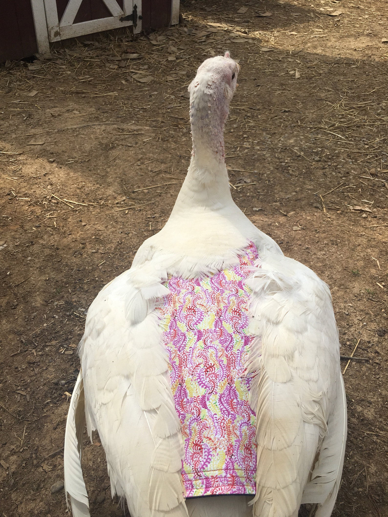 XL Turkey Saddle/apron Sturdy Small Broad Breasted Denim Backed - Etsy