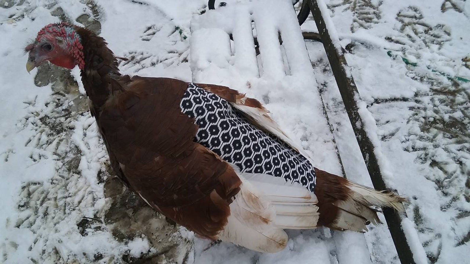 XL Turkey Saddle/apron Sturdy Small Broad Breasted Denim Backed - Etsy