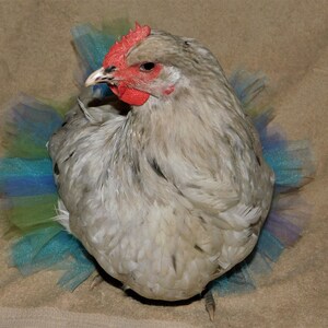 Mermaid Chicken Tutu - Etsy