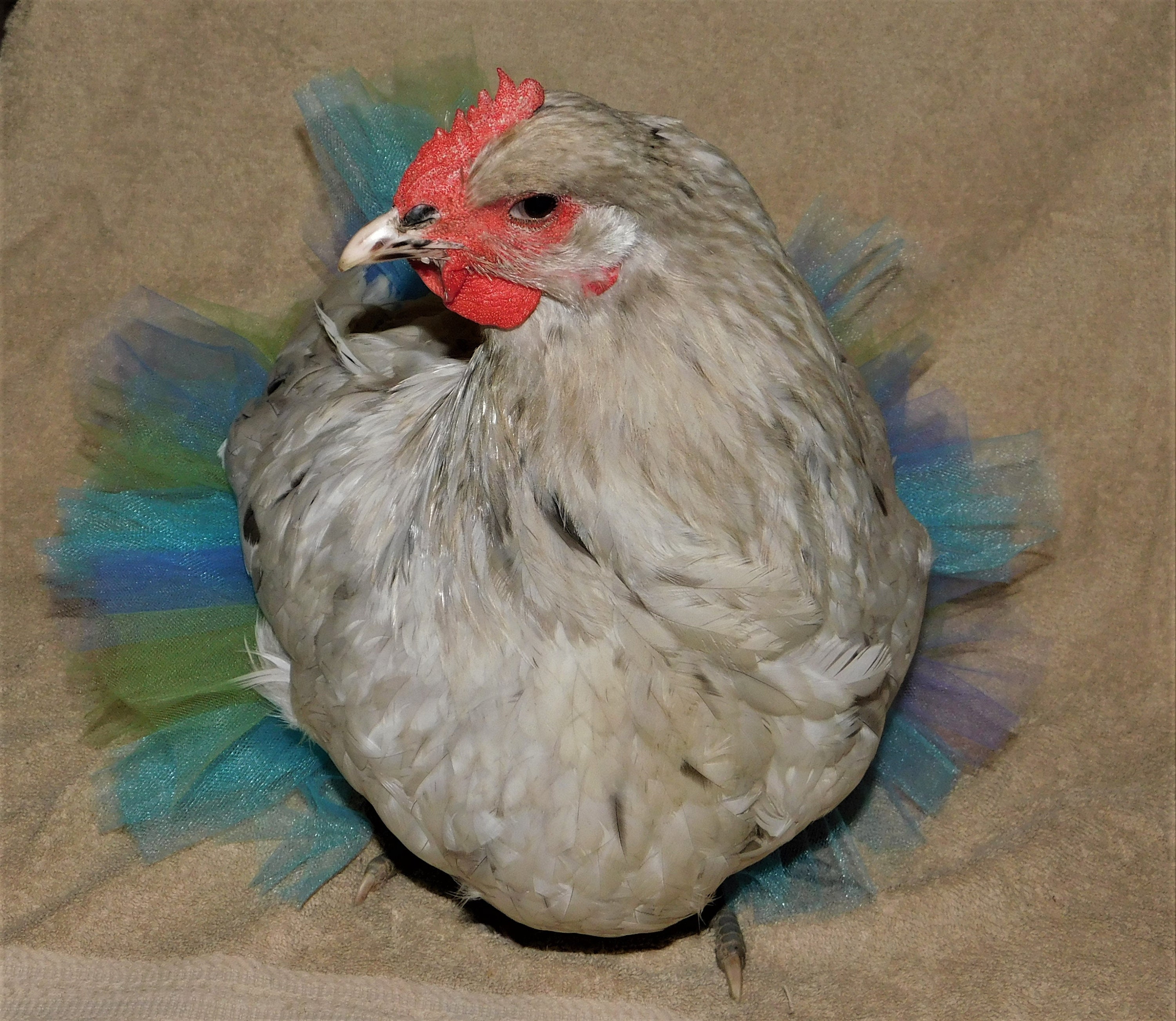 Mermaid Chicken Tutu - Etsy