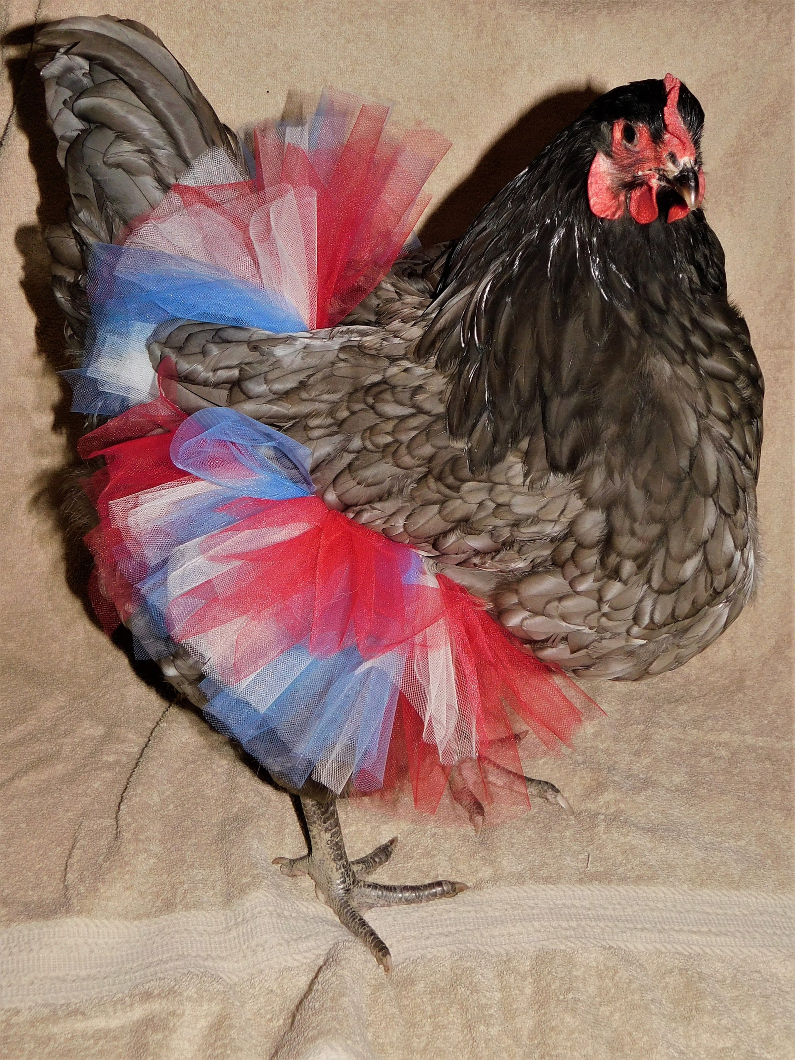 Patriotic Chicken Tutu - Etsy
