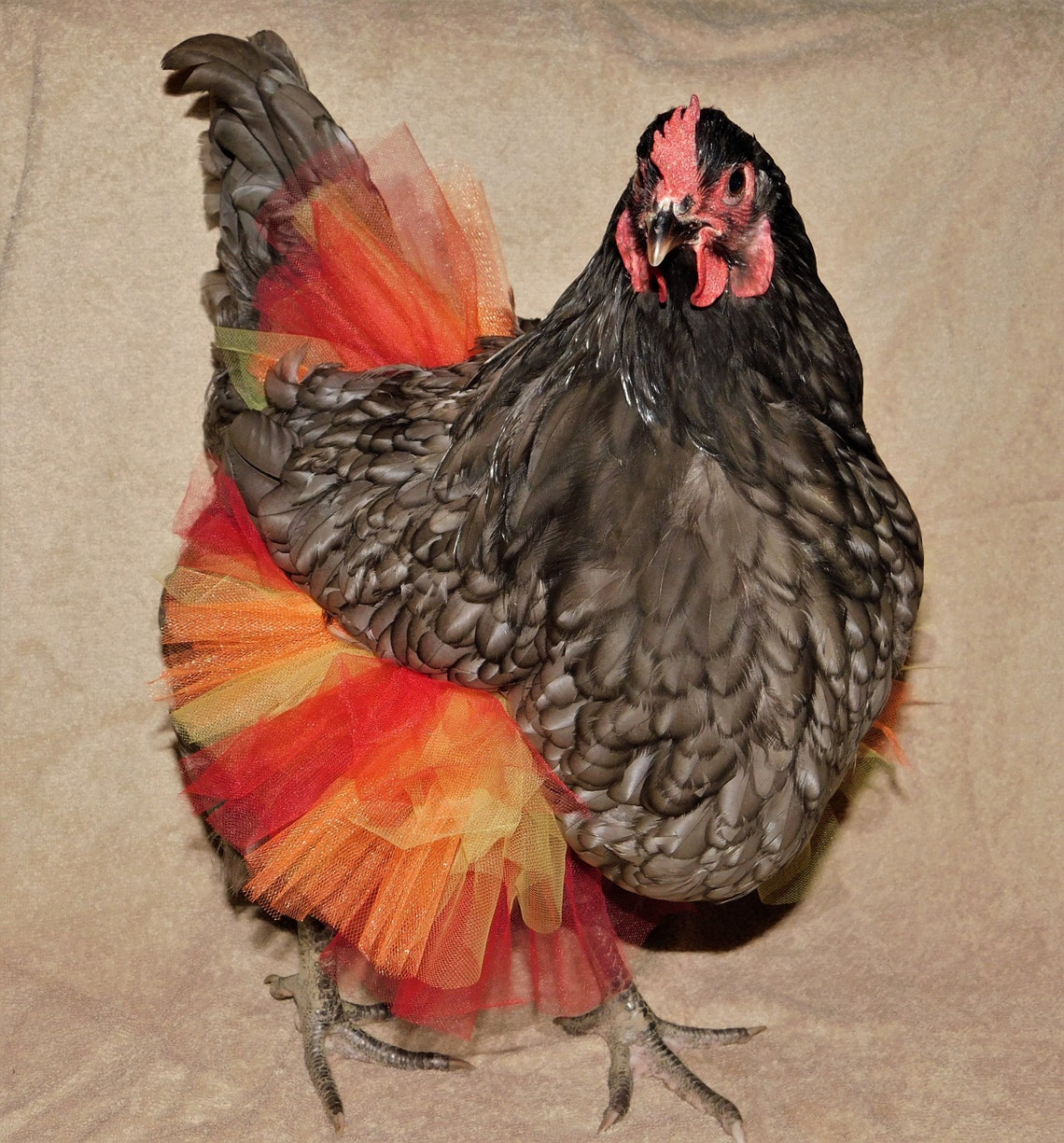 Sunrise Chicken Tutu | Etsy