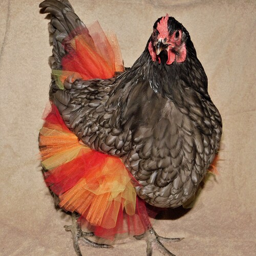 Sunrise Chicken Tutu - Etsy