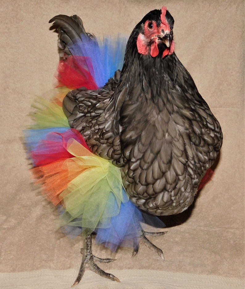 Rainbow Chicken Tutu - Etsy