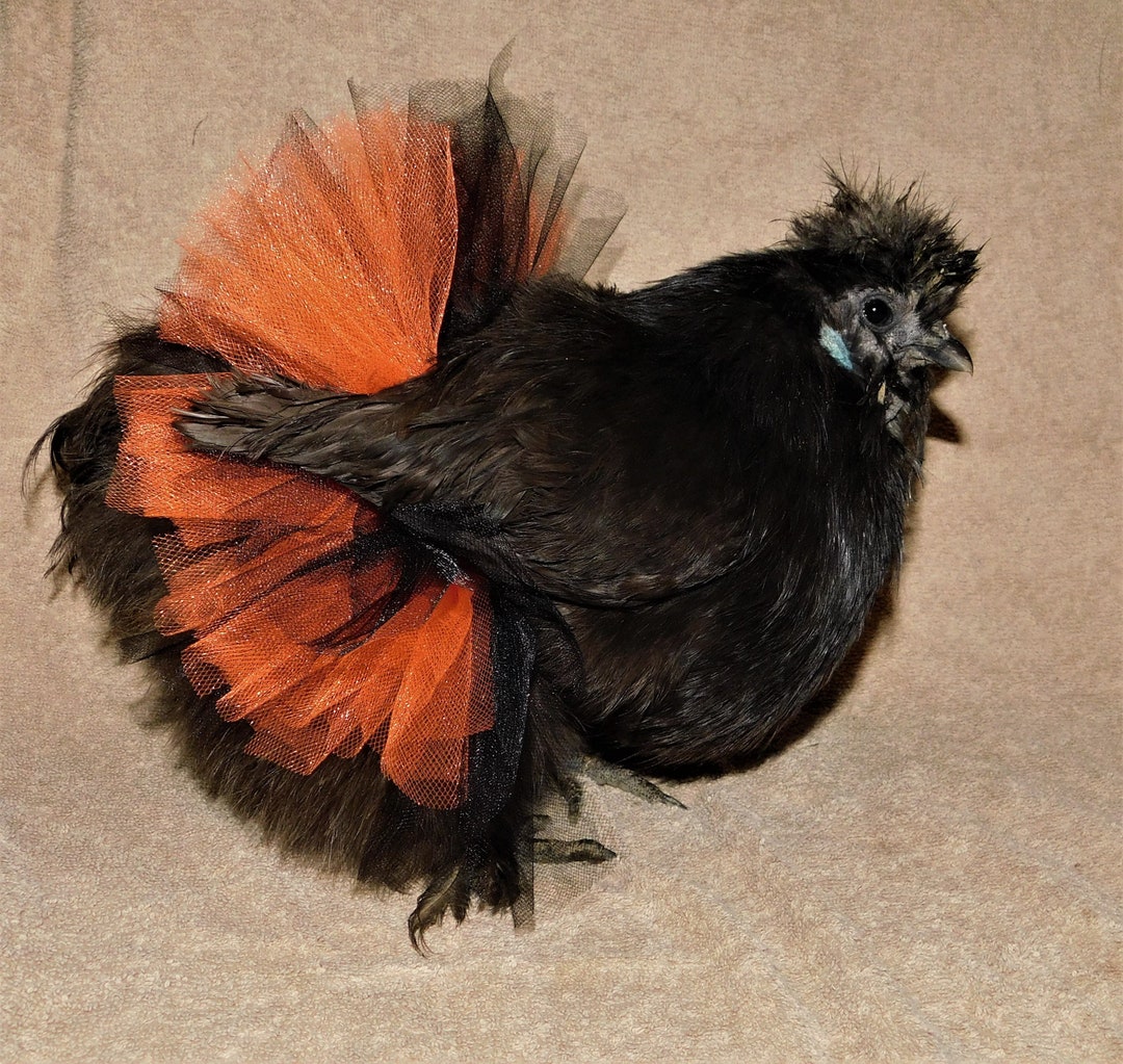 Halloween Chicken Tutu - Etsy