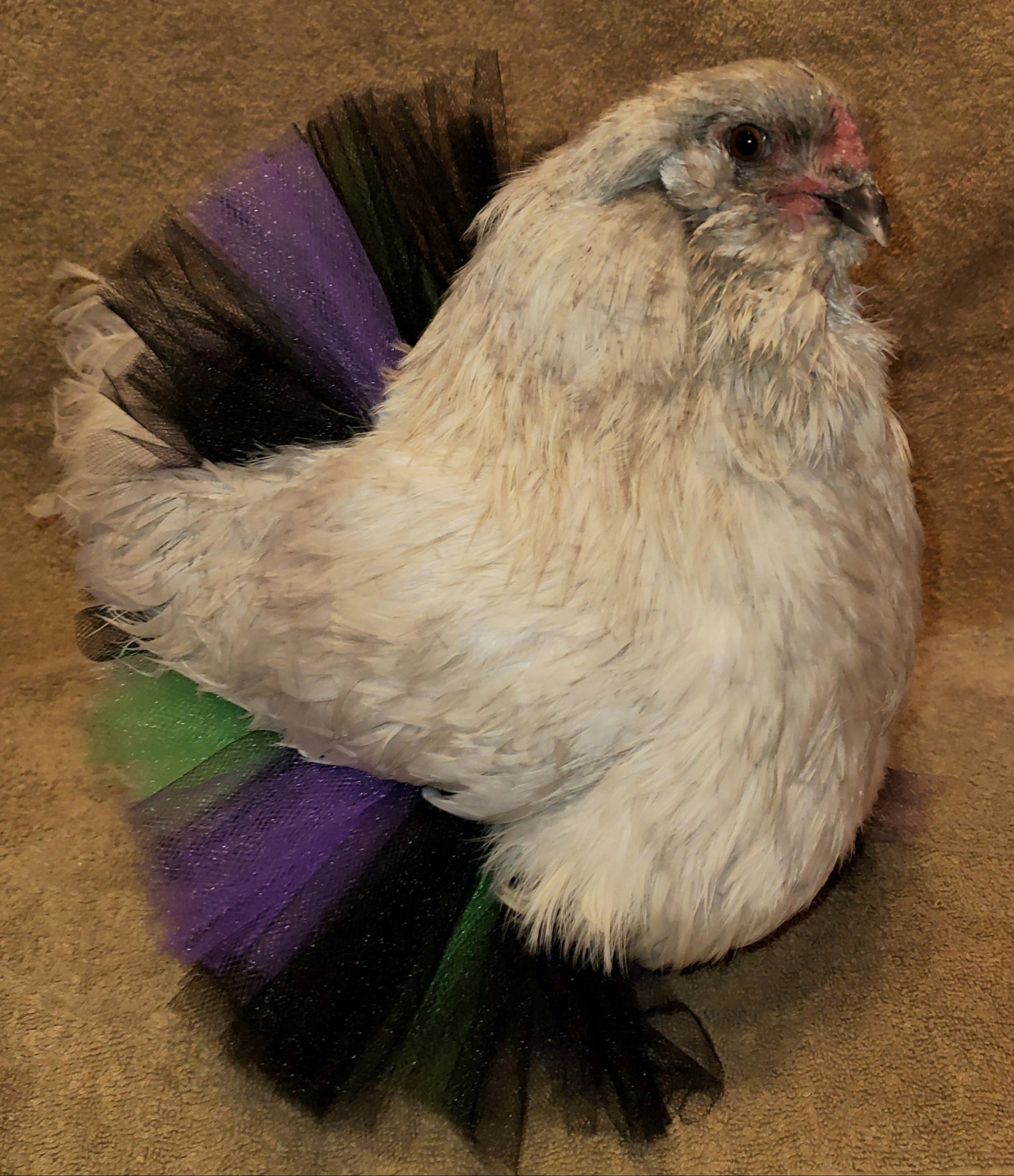 Halloween Witch Chicken Tutu - Etsy