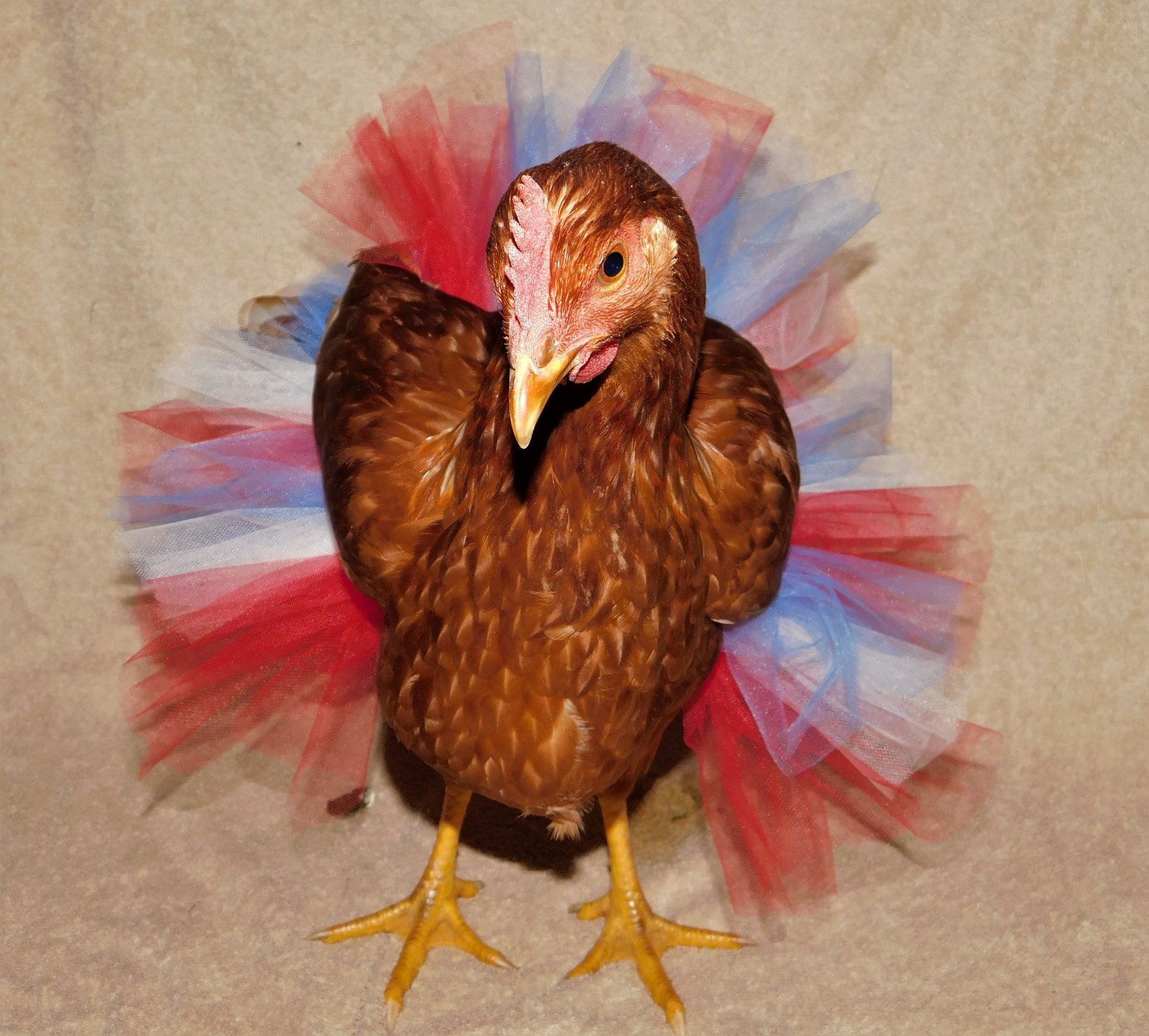 Patriotic Chicken Tutu - Etsy