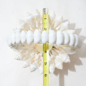 Vintage Sea Shell Basket, Beach Decor - Etsy