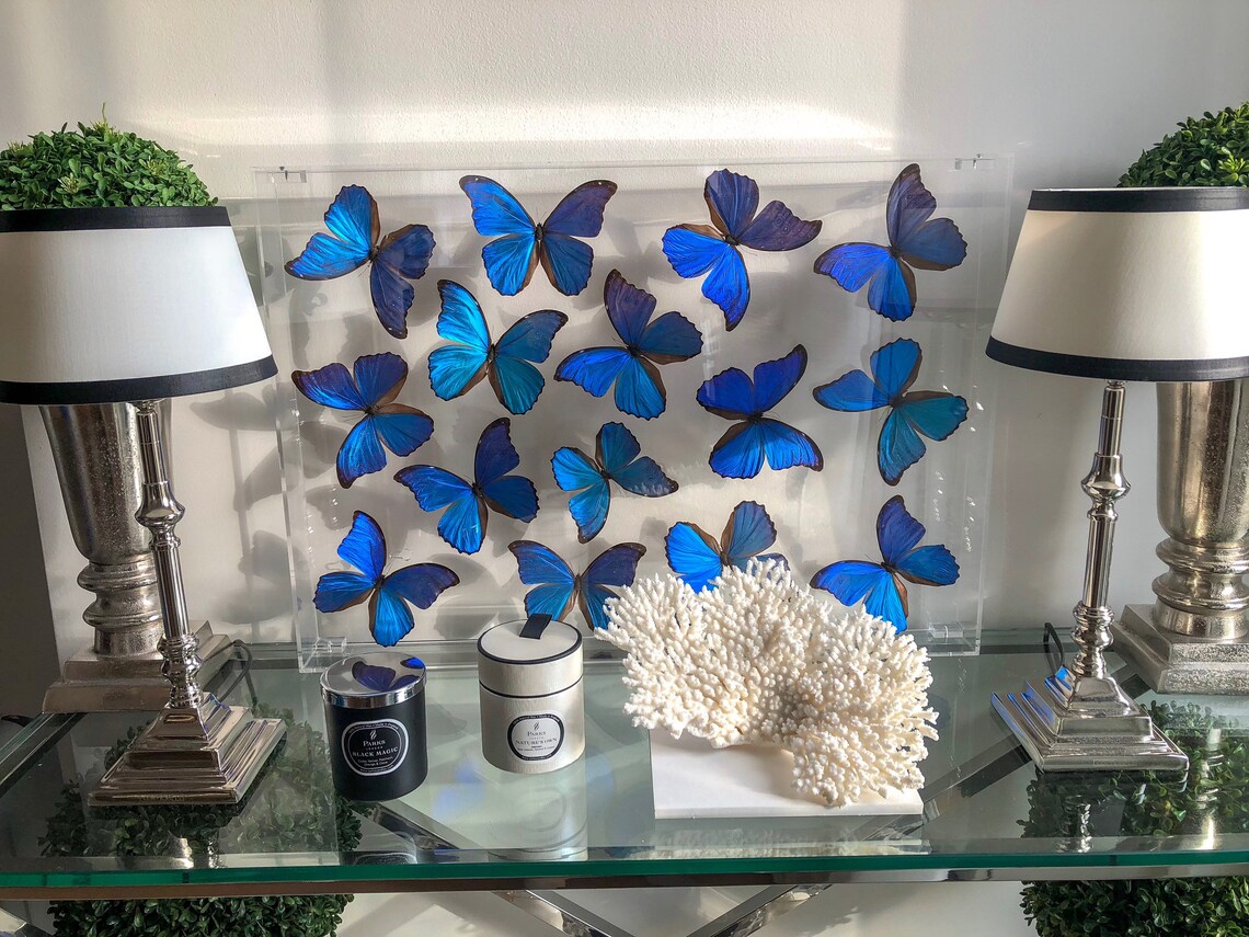 Butterfly Frame - Etsy