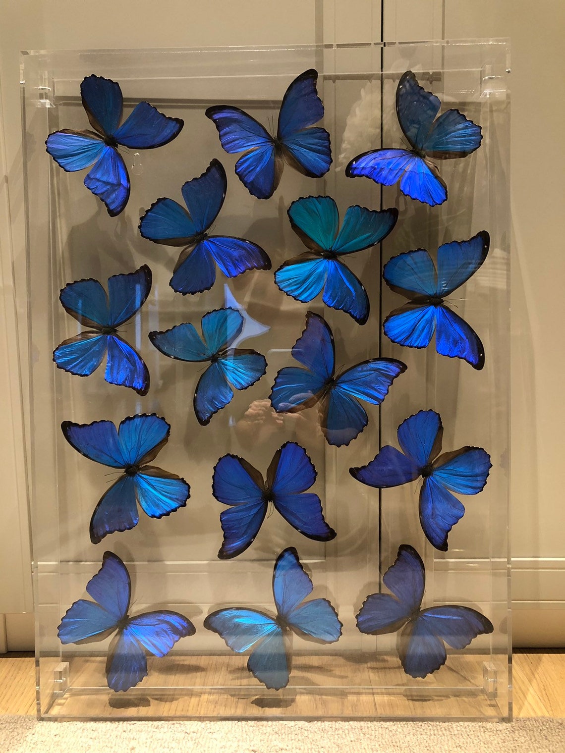 Butterfly Frame - Etsy