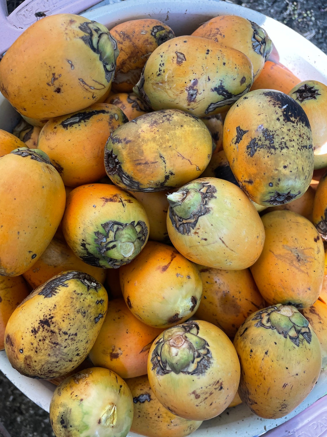 Fresh Hawaiian Areca Catechu Seeds X10 - Etsy