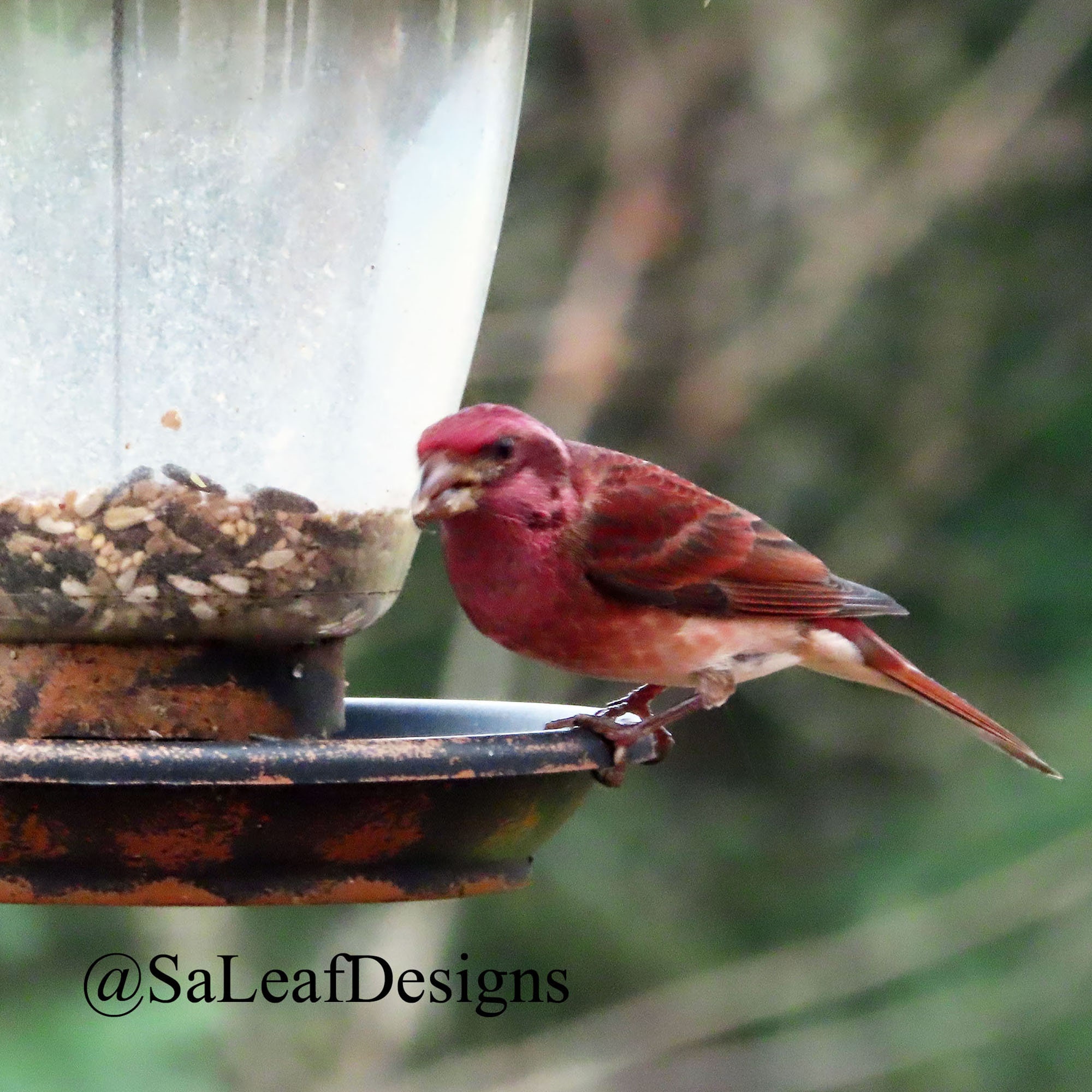 Purple Finch - Bird Quilt Pattern - PDF Download - Etsy