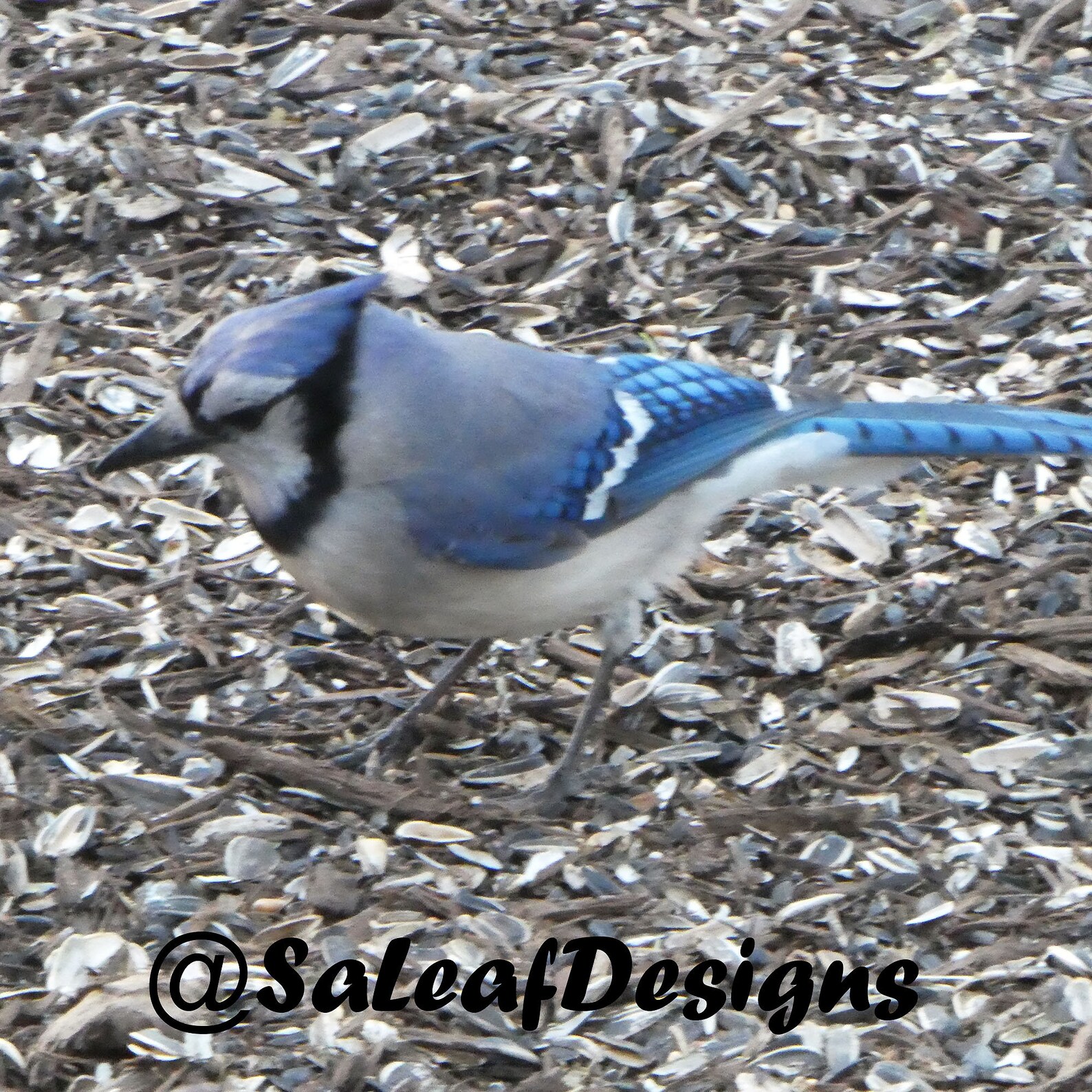 Blue Jay Bird Applique Quilt Pattern PDF Digital Download - Etsy