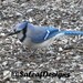 Blue Jay - Bird Applique Quilt Pattern - PDF Digital Download - Etsy