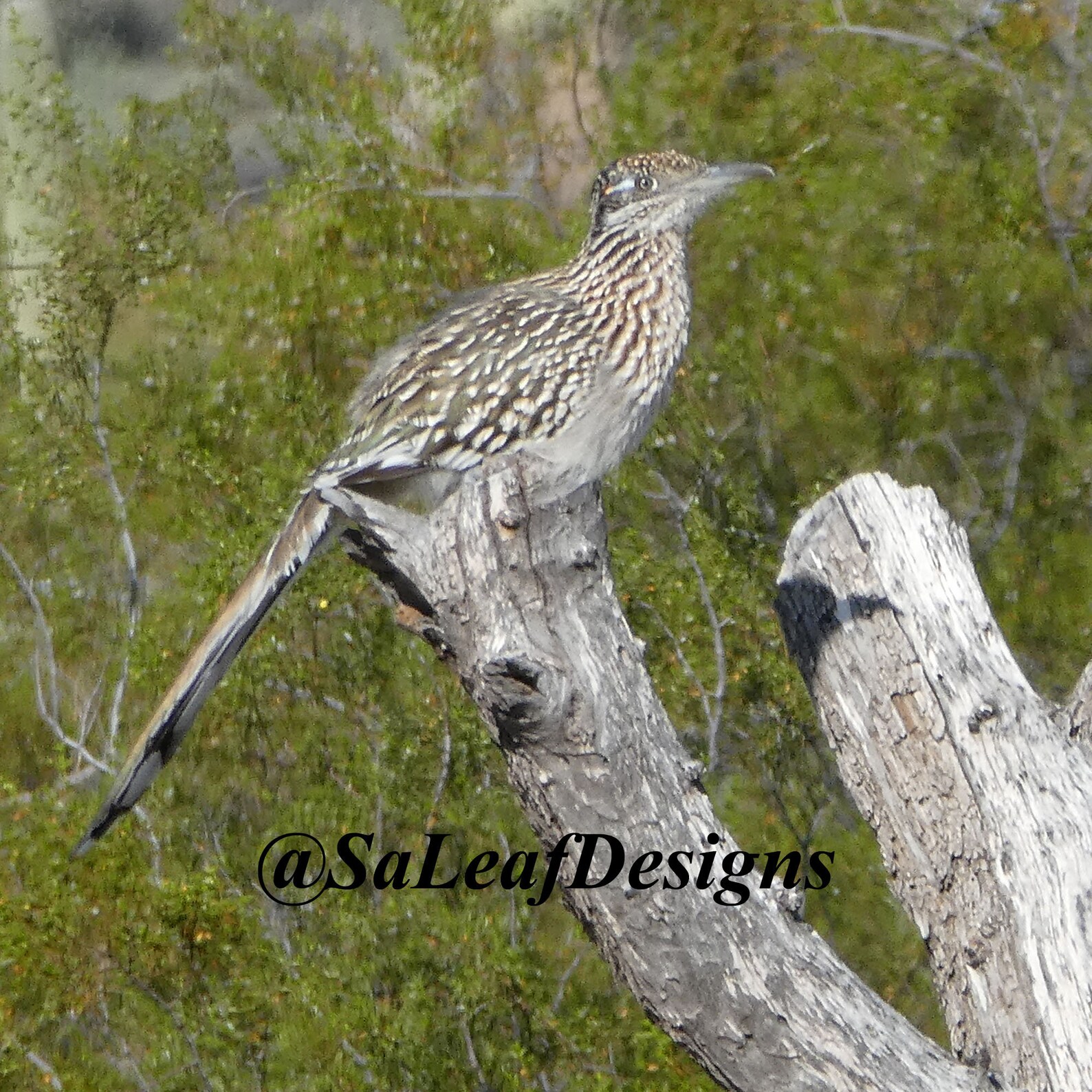 Greater Roadrunner - Bird Applique Quilt Pattern - Digital Download - Etsy