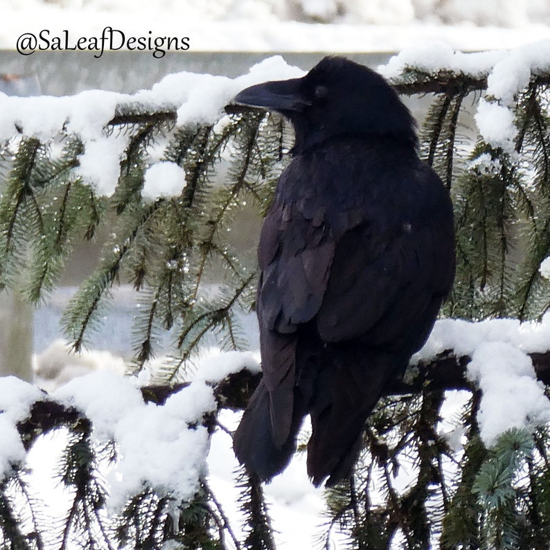Raven Bird Quilt Pattern Digital Download | Etsy