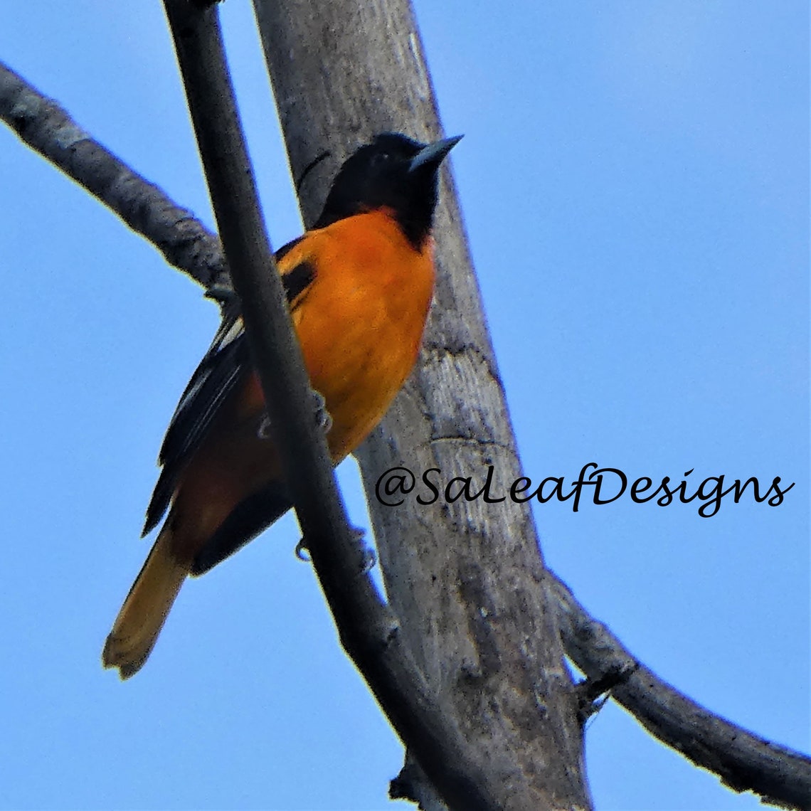 Baltimore Oriole Bird Quilt Pattern PDF Download - Etsy